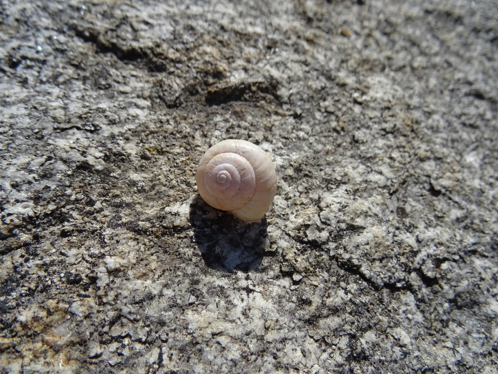 White Italian Snail from Zona Industrial, 7300 Portalegre, Portugal on ...