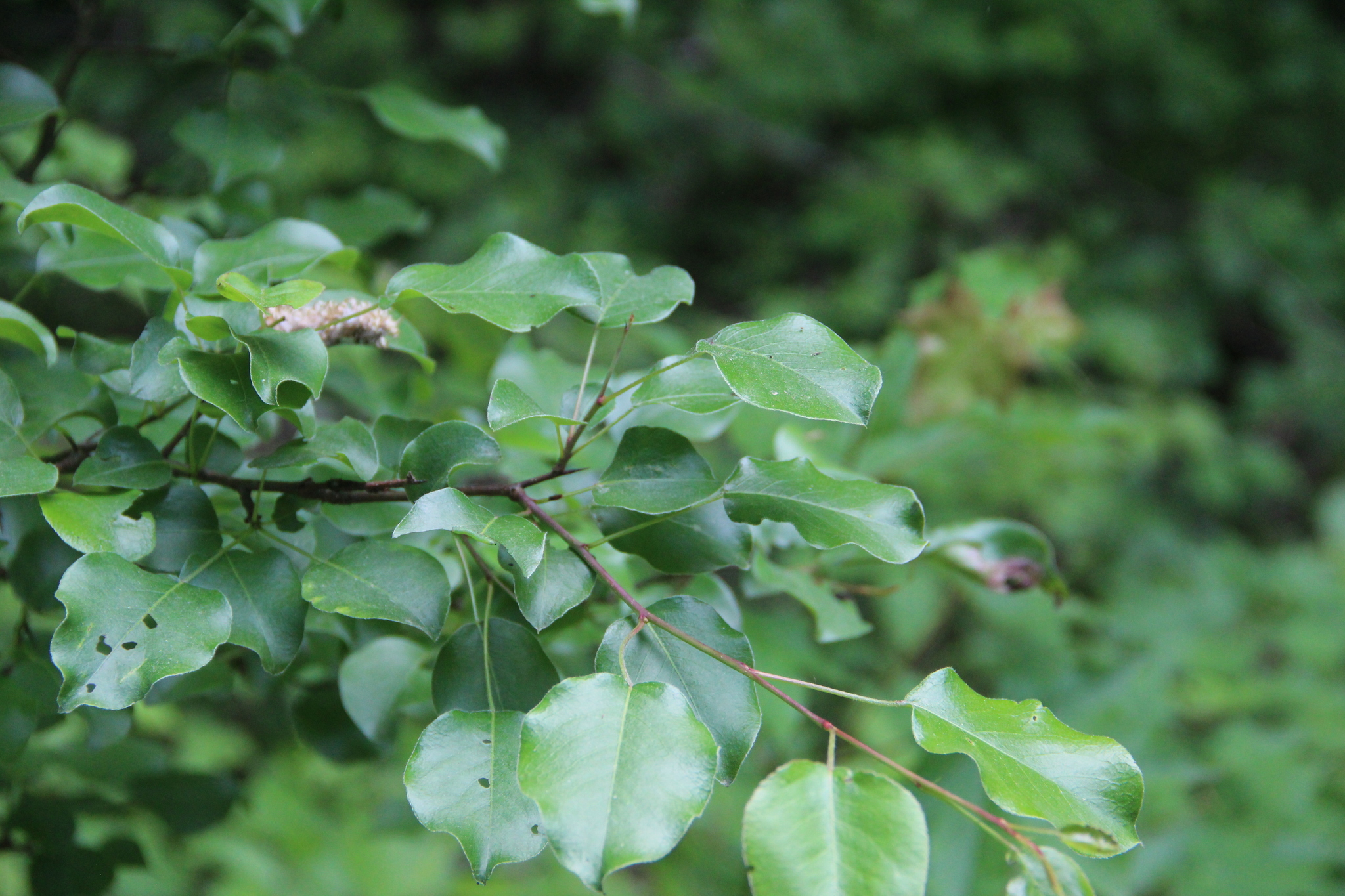 Pyrus communis subsp. caucasica (Fed.) Browicz