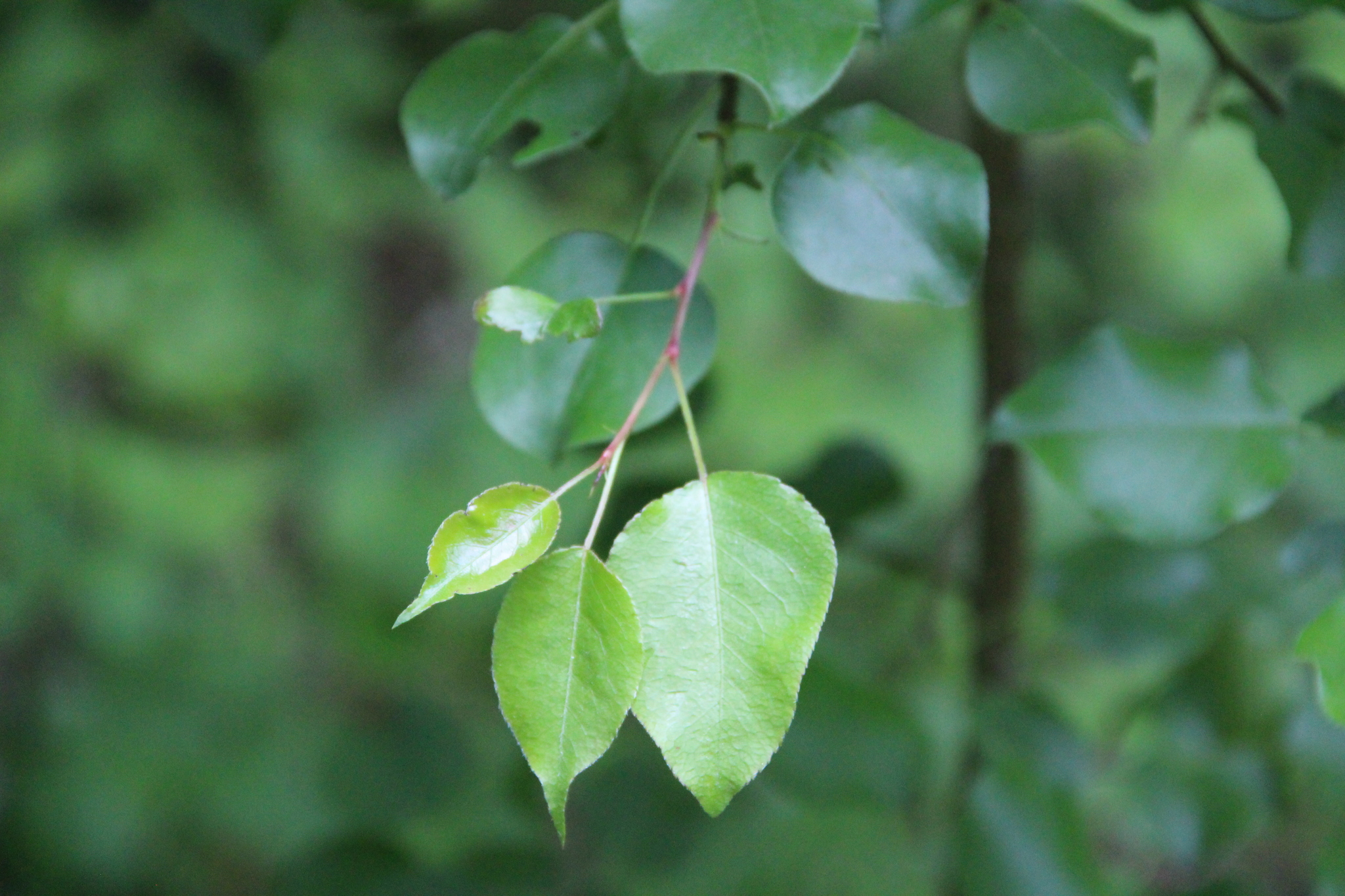 Pyrus communis subsp. caucasica (Fed.) Browicz