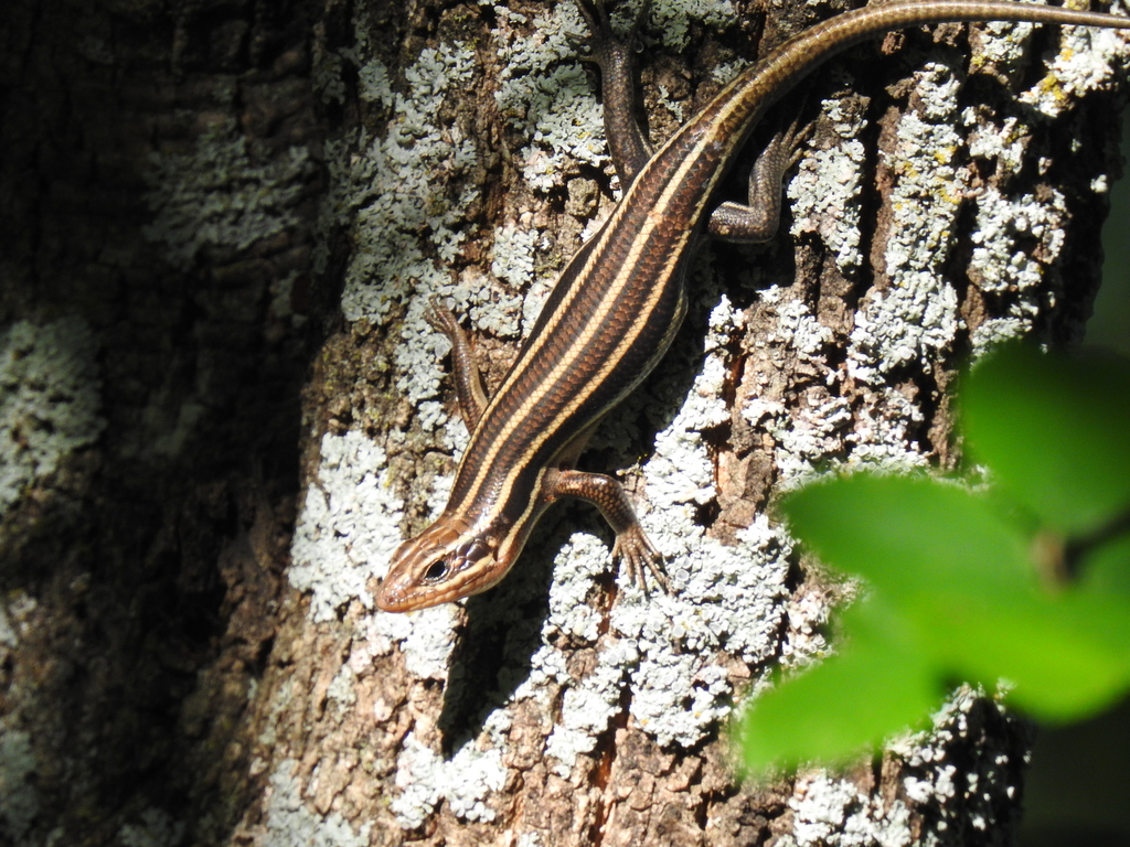 Toothy Skinks from Fort Worth, TX, USA on May 27, 2022 at 09:39 AM by ...