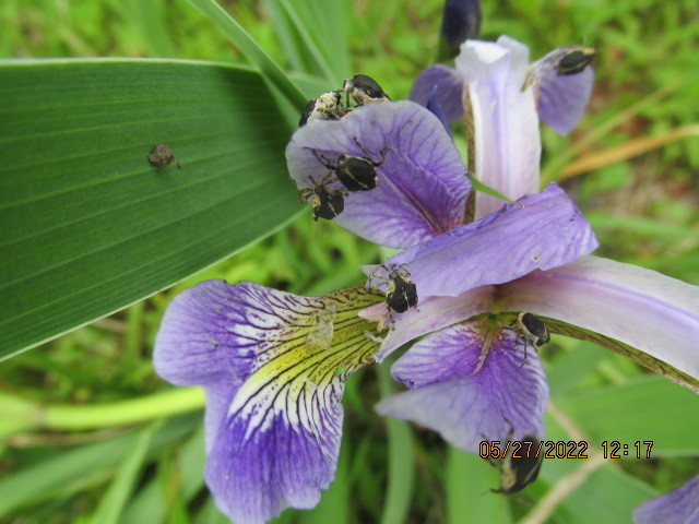iris weevil from Oxbow Lake, Russett, MD 20724, USA on May 27, 2022 at ...