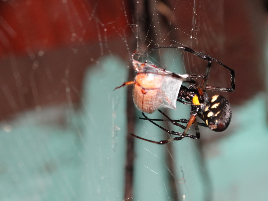 African Hermit Spider from Piracicaba - SP, Brasil on October 31, 2015 ...