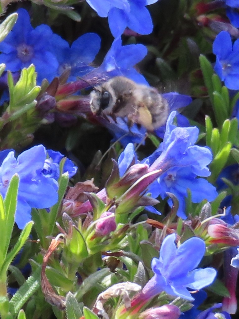 Pacific Digger Bee in May 2022 by little_mousie. This is the bee most ...
