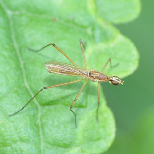 Micropeza compar · iNaturalist Mexico