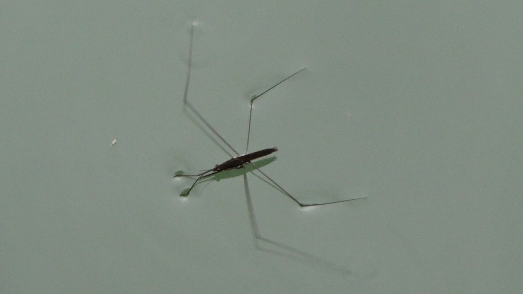 Giant Water Strider from Libo County, Qiannan Buyei and Miao Autonomous ...