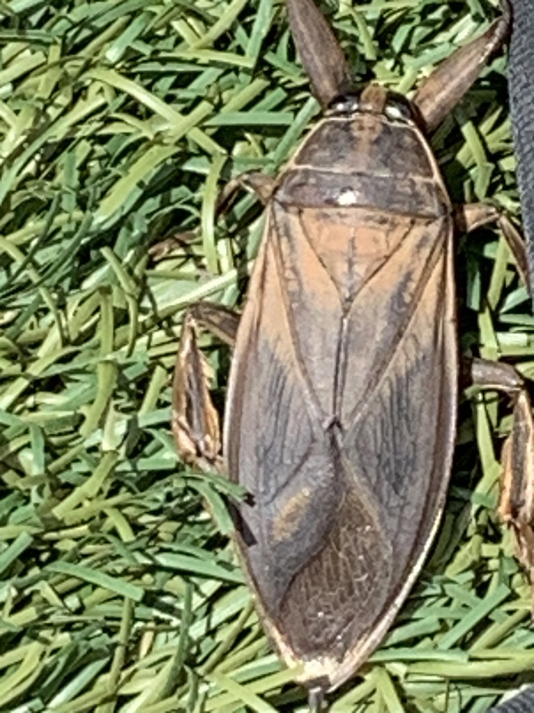 Eastern Toe-biter from 16th Sideroad, King, ON, CA on May 27, 2022 at ...