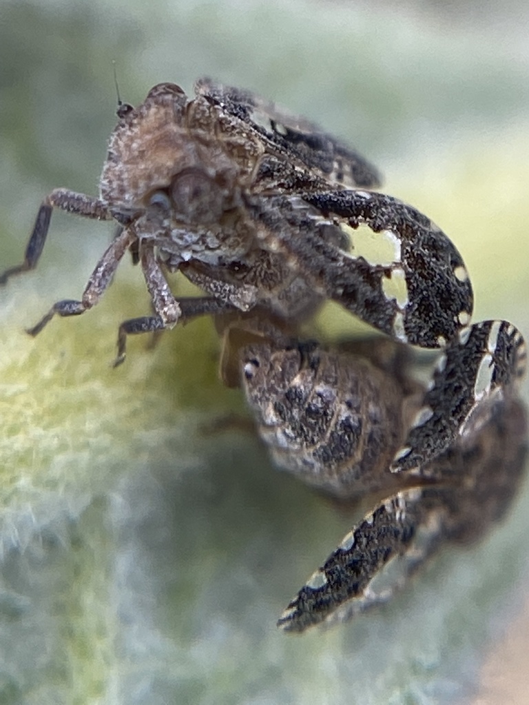 Dictyssa from Mission Trails Regional Park, San Diego, CA, US on May 27 ...