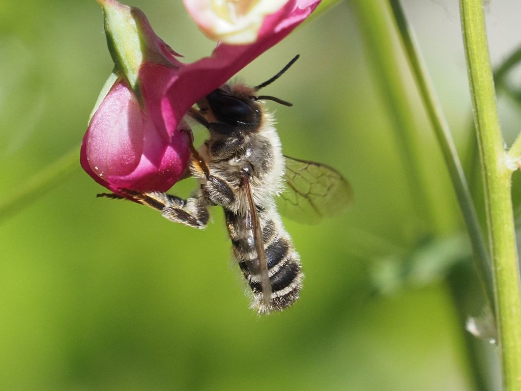 Banded Mud Bee from Wien, Wien, Austria on May 27, 2022 at 01:46 PM by ...