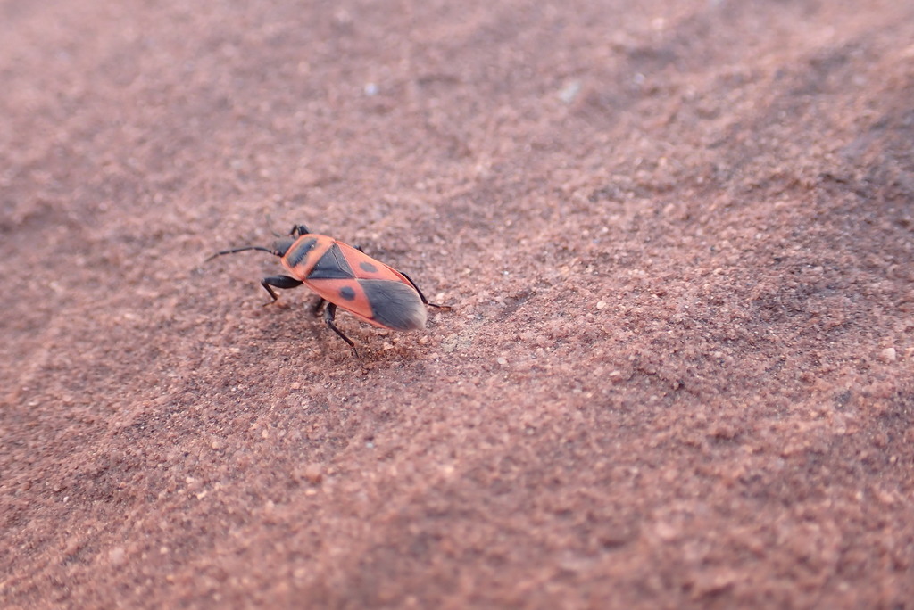 Mediterranean red bug from Oukaimeden, Morocco on May 11, 2022 at 05:27 ...