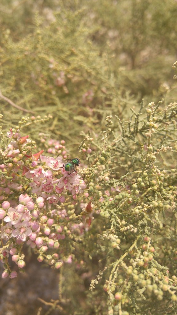 (Tamarix pycnocarpa) - Botanical Realm