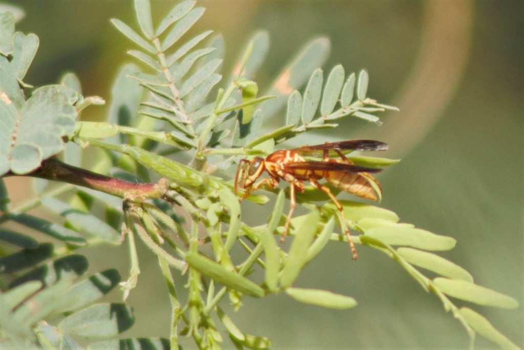 Golden Paper Wasp from Mexicali, B.C., México on May 27, 2022 at 06:31 ...
