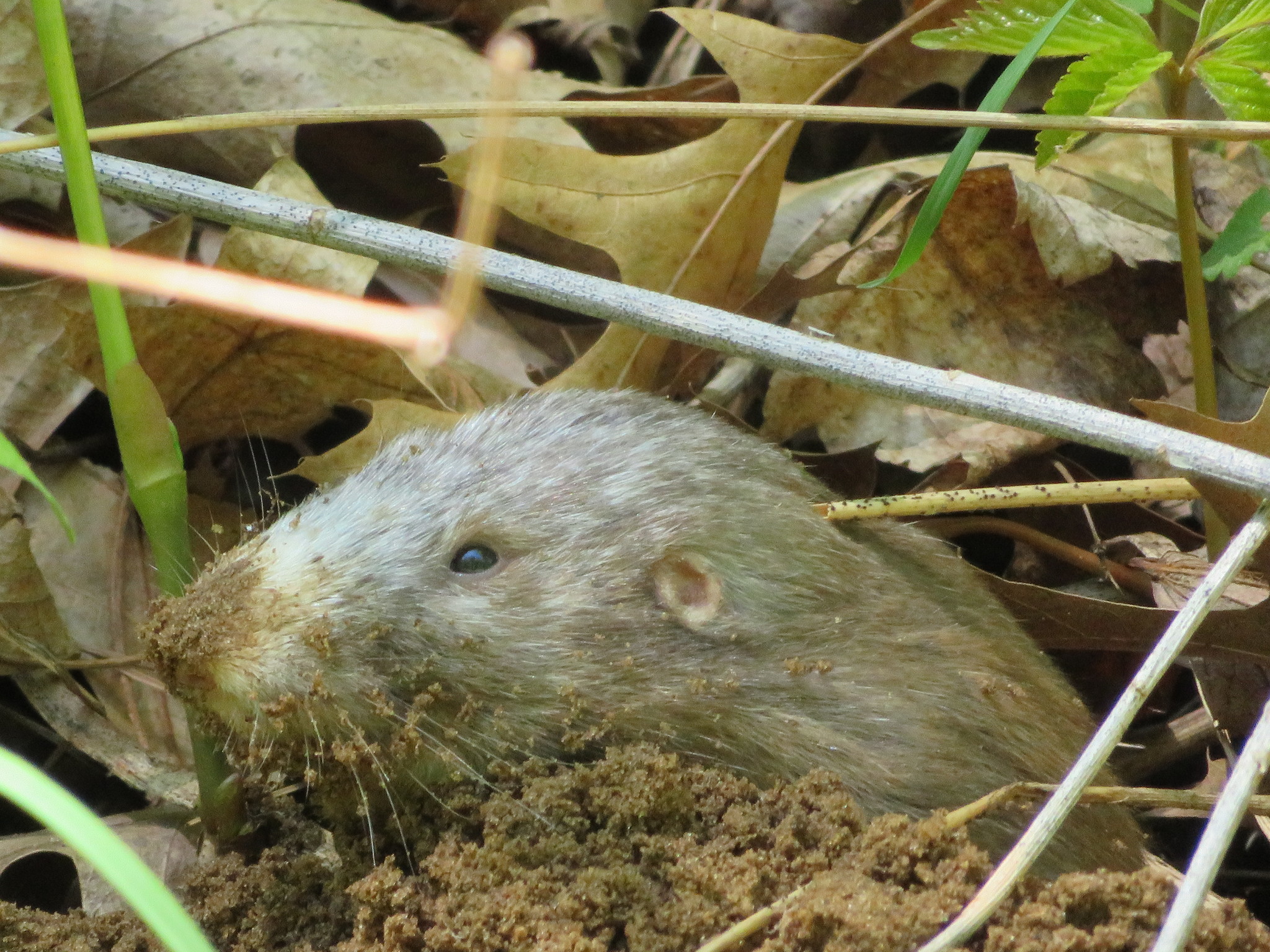 Geomys bursarius (Shaw, 1800)