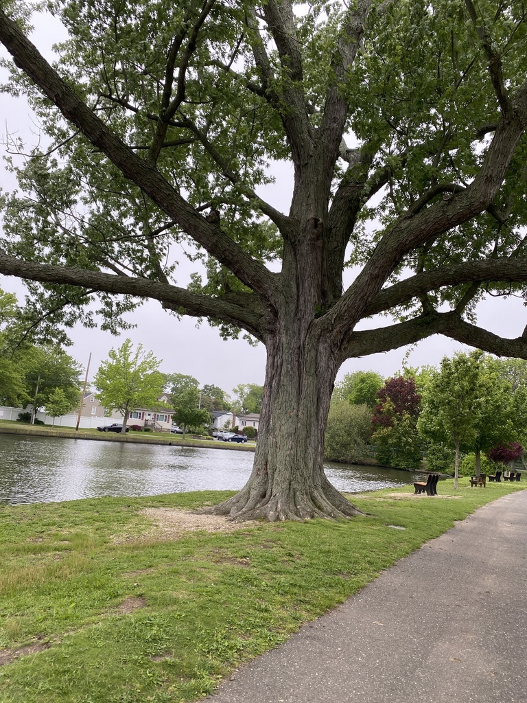 white oak from Long Island, Lindenhurst, NY, US on May 27, 2022 at 04: ...