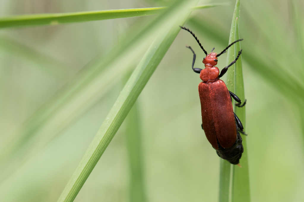 Common Cardinal Beetle from Neuendorf A, Deutschland on May 11, 2022 at ...
