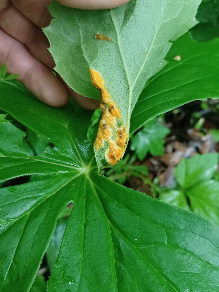 Mayapple Rust from Deerfield, WI, USA on May 27, 2022 at 09:50 AM by ...