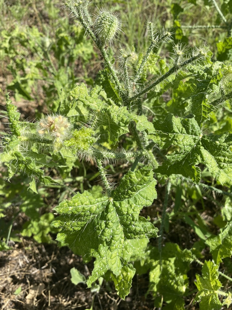 Texas Bull Nettle from N Bowman Springs Rd, Arlington, TX, US on May 27 ...
