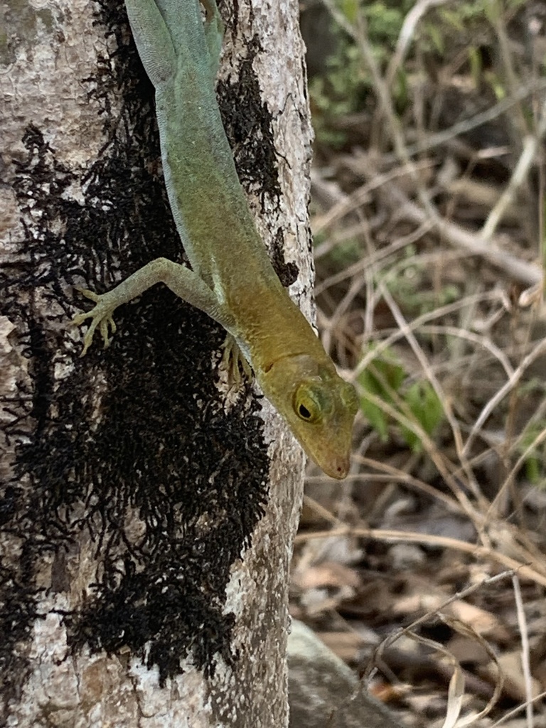 Saint Lucian Anole in May 2022 by dominiccanestraro · iNaturalist