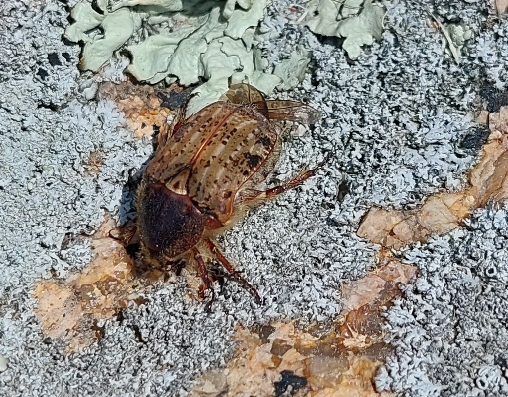 Bumble Flower Beetle from Manchester-by-the-Sea, MA 01944, USA on May ...