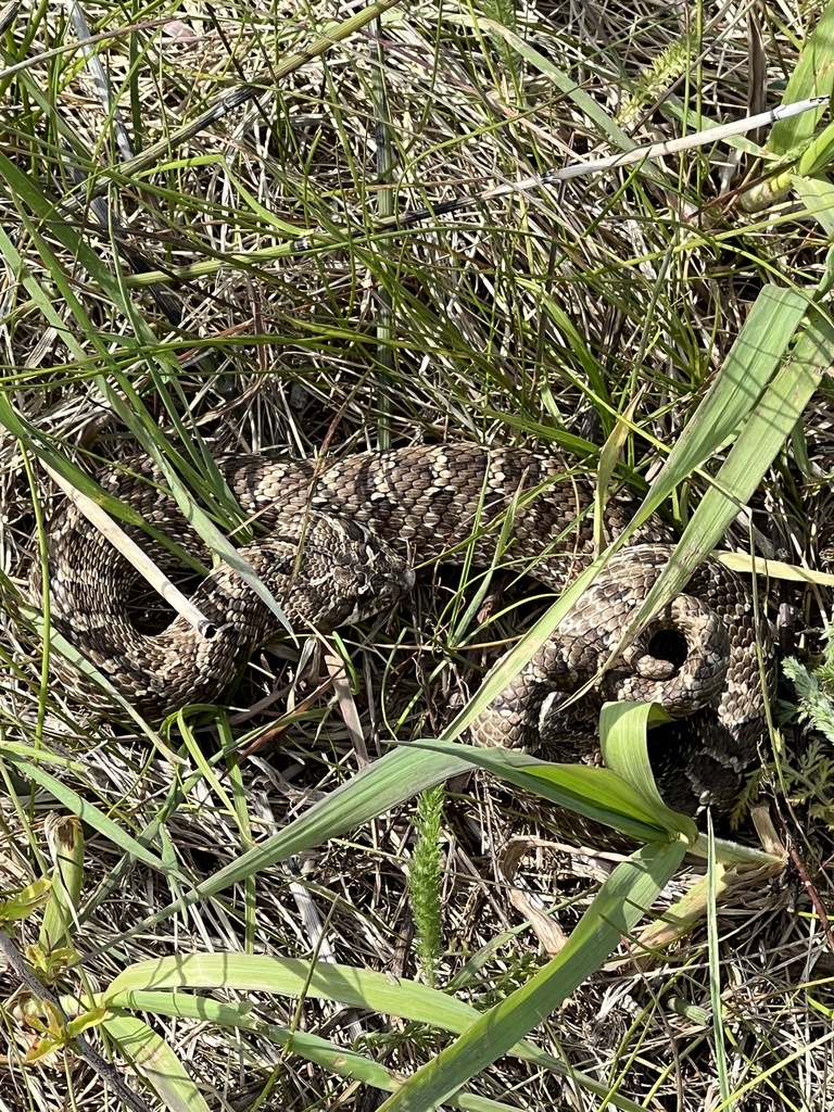 Plains Hognose Snake in May 2022 by z_tarble · iNaturalist