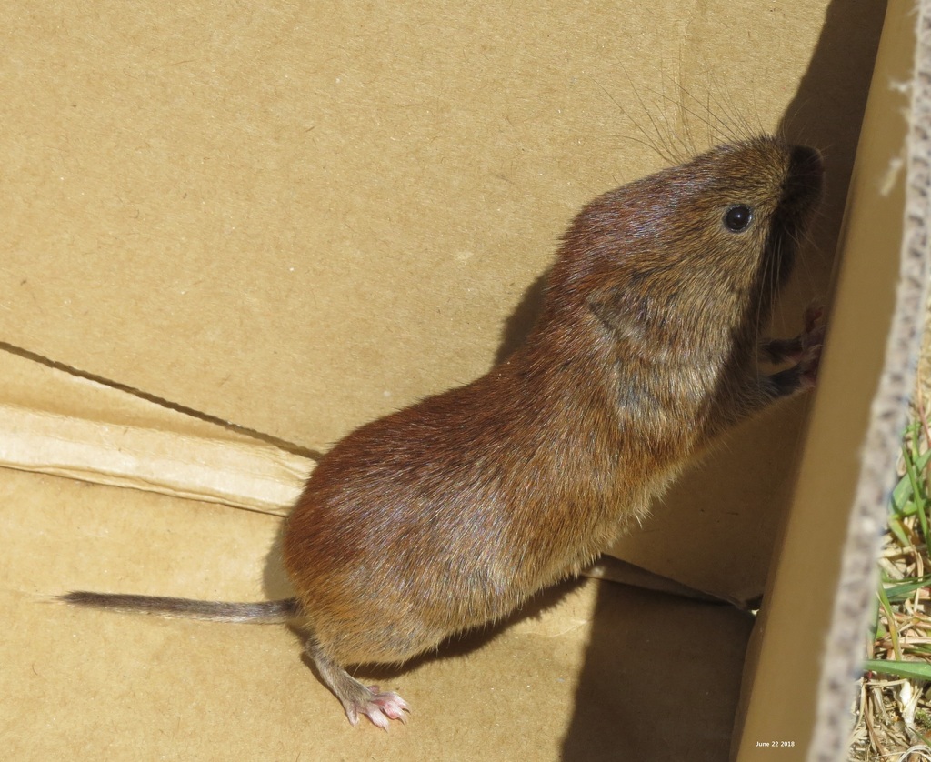 Grey-sided Voles (Craseomys) - Know Your Mammals