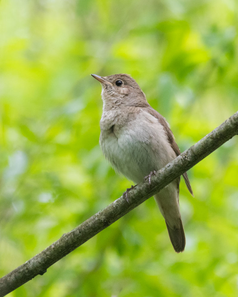 Thrush Nightingale from South-Western Administrative Okrug, Moscow ...