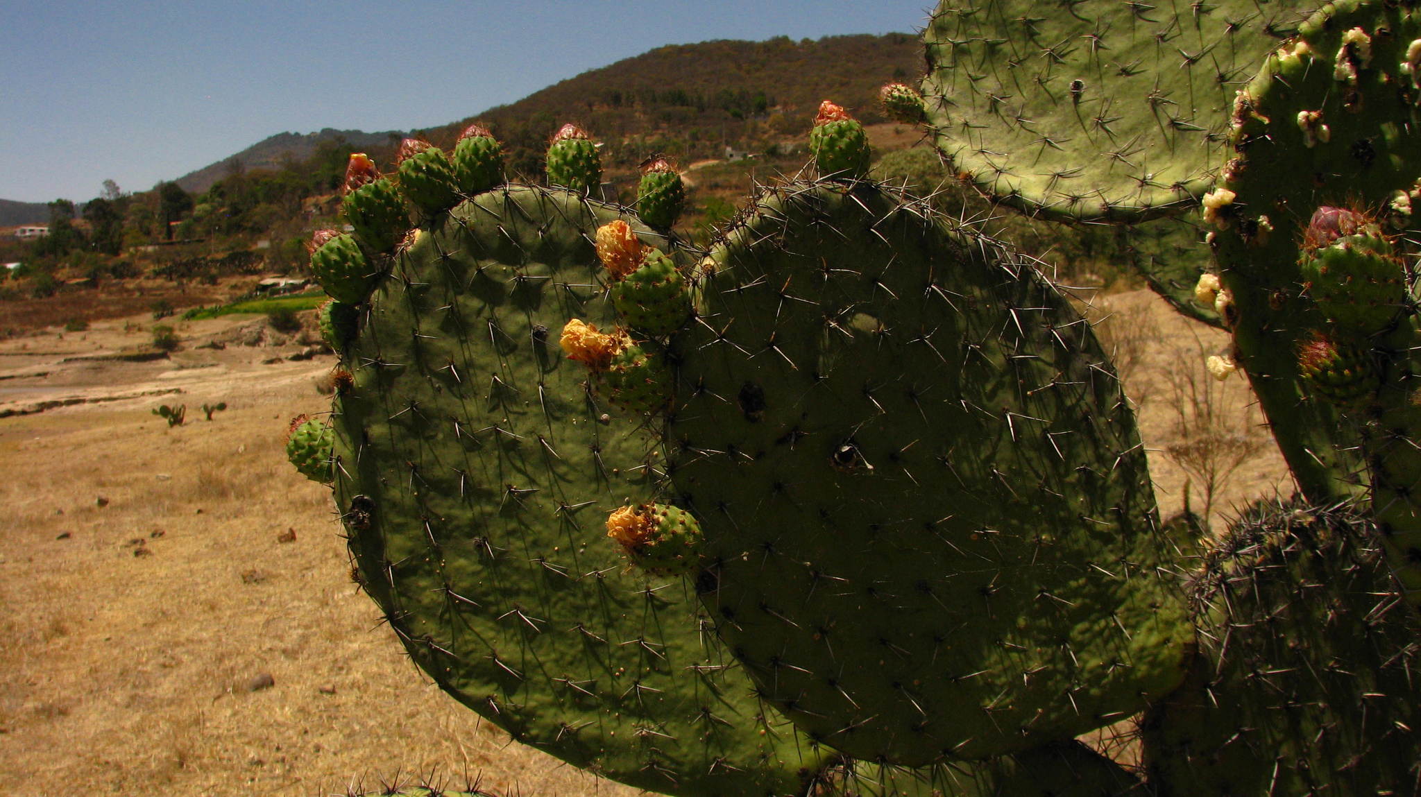 Opuntia streptacantha Lem.