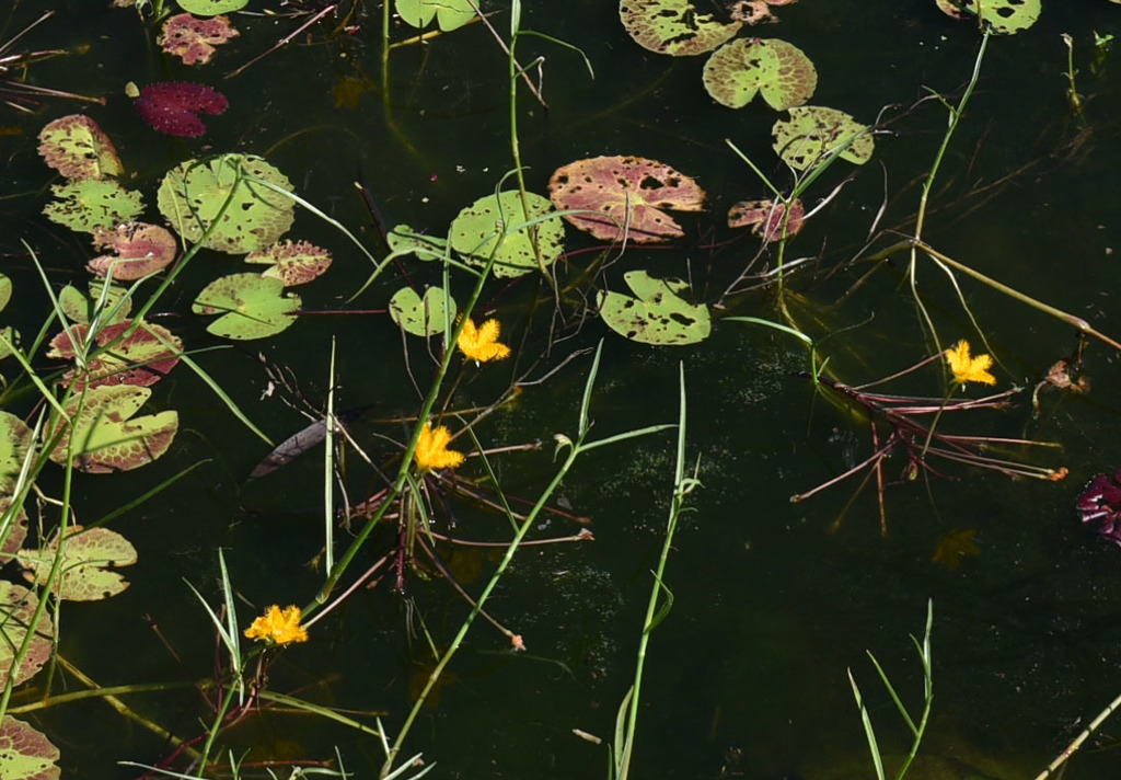 Wavy Marshwort from Normanton QLD 4890, Australia on April 01, 2022 at ...