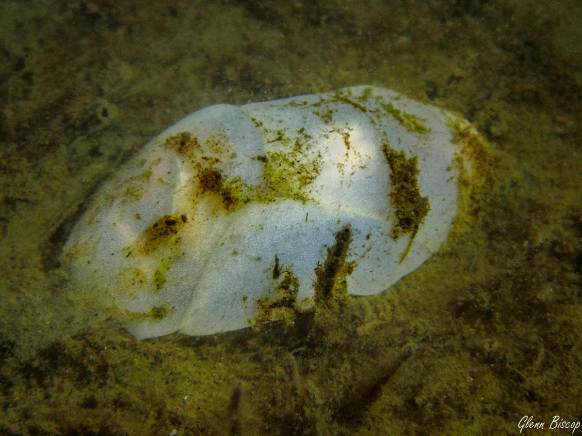 Philine quadripartita Ascanius, 1772