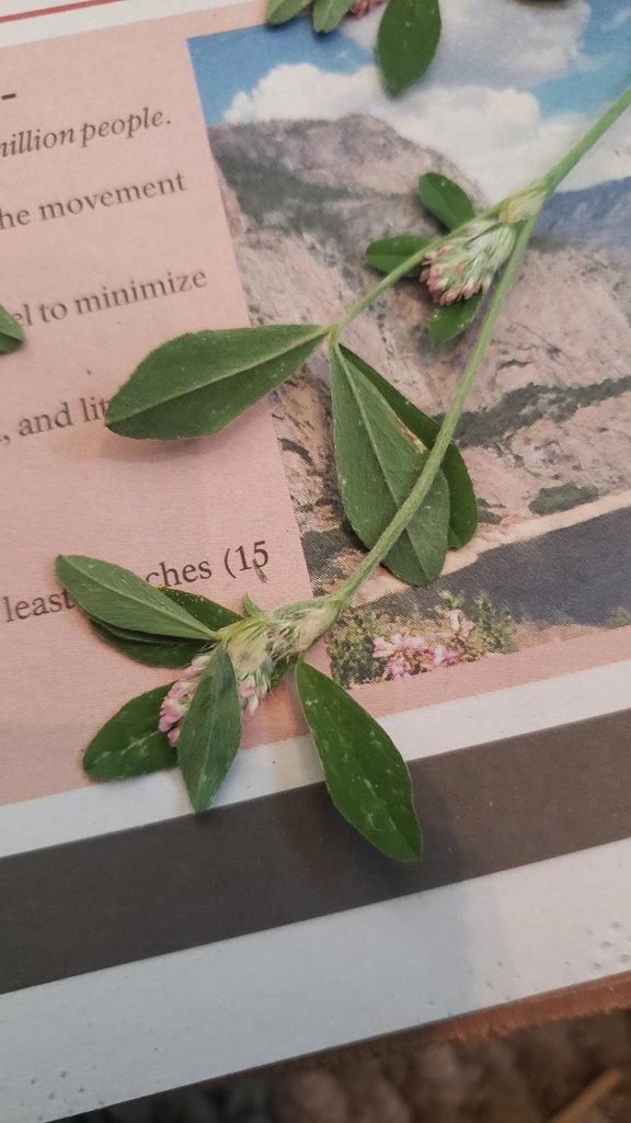 Knotted clover from Grass Valley, CA 95945, USA on May 27, 2022 at 12: ...