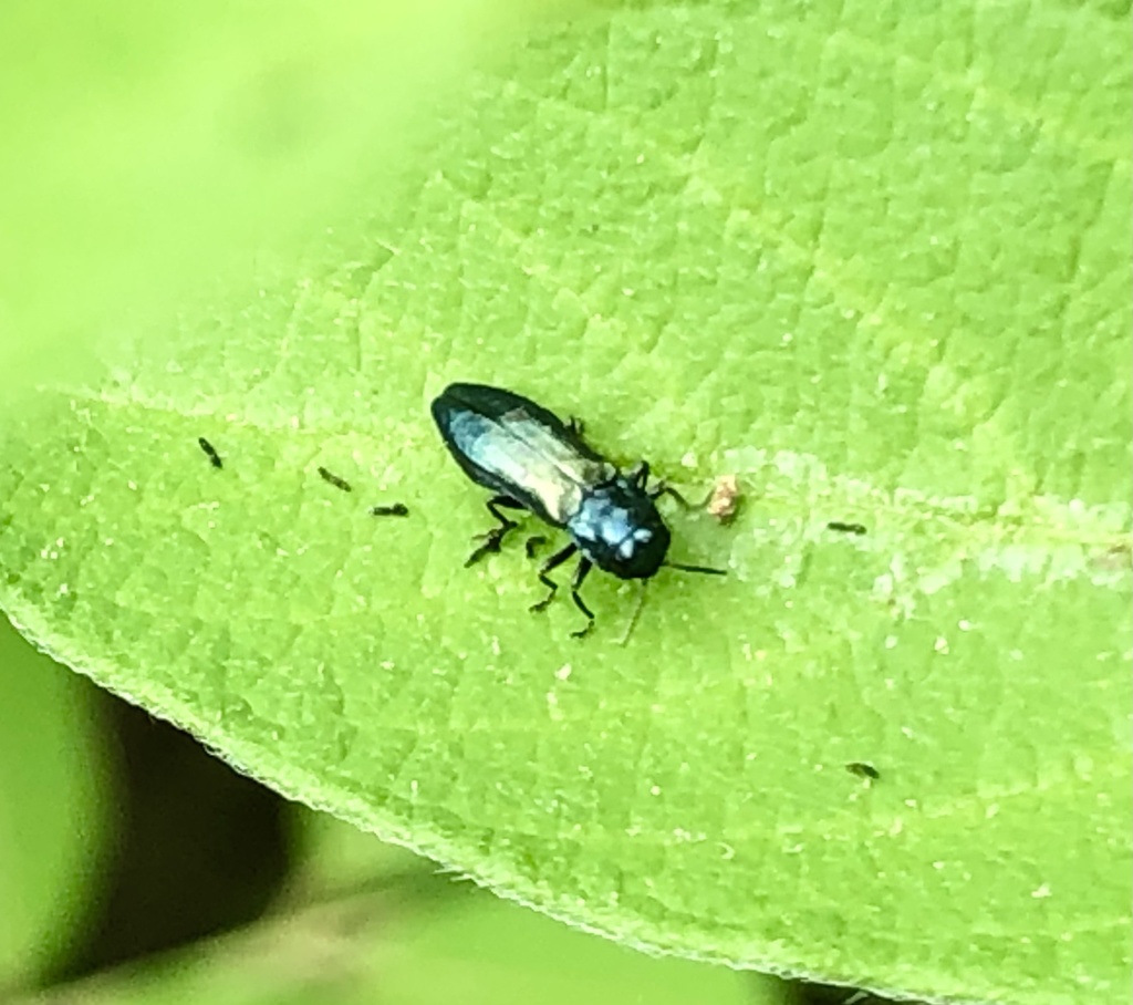 Agrilus cyanescens from Water Row, Sudbury, MA, US on May 27, 2022 at ...