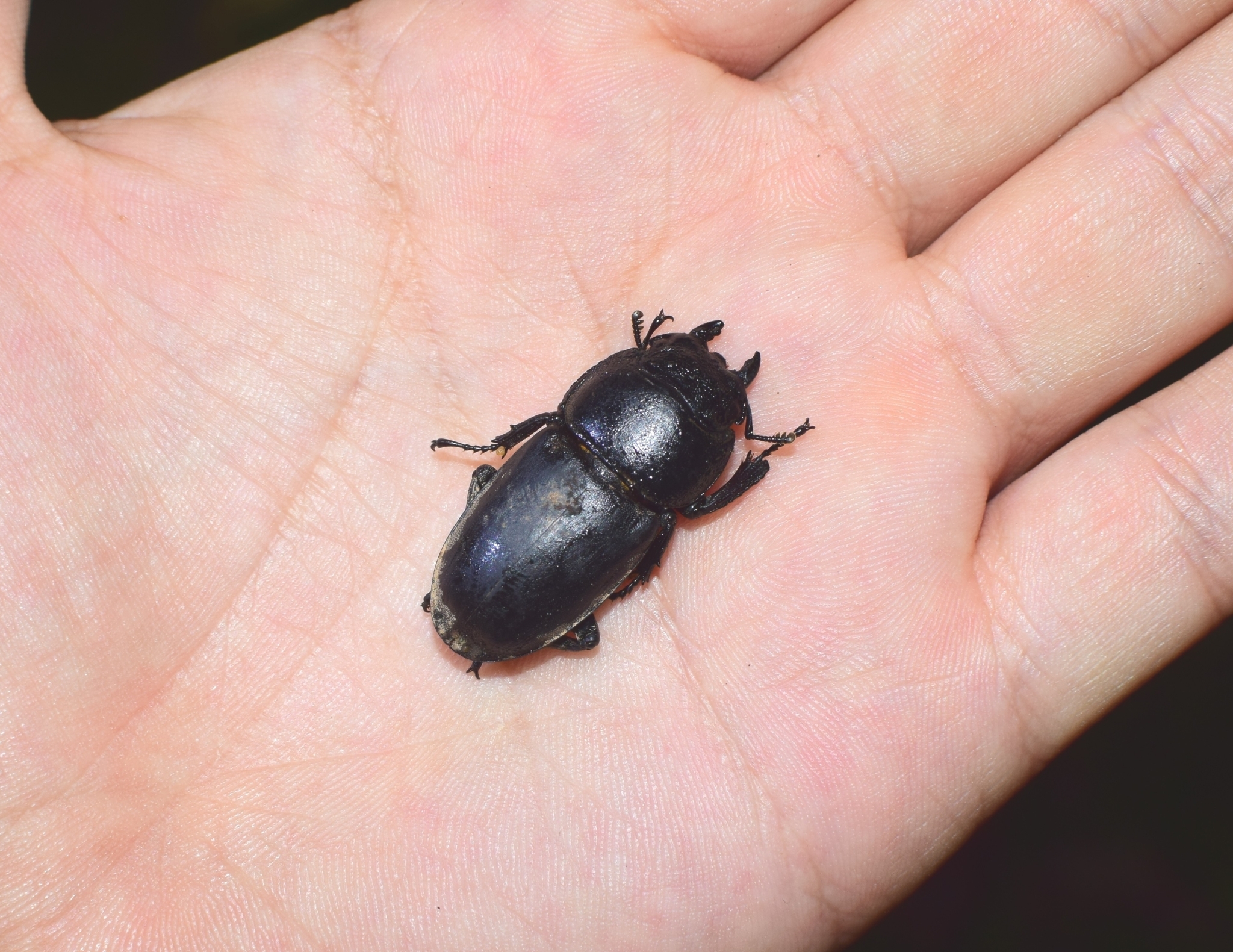 Serrognathus titanus platymelus (Saunders, 1854)