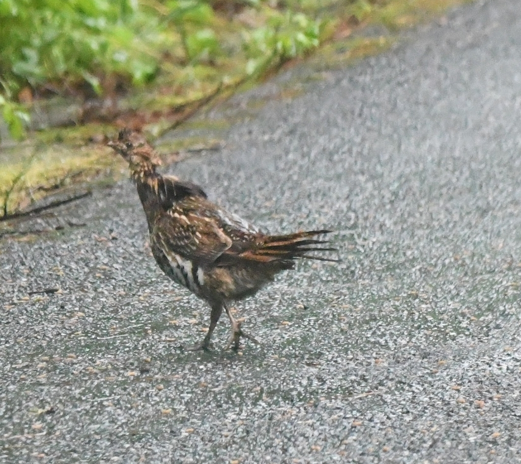 Ruffed Grouse from Waynesville, NC 28785, USA on May 27, 2022 at 08:24 ...