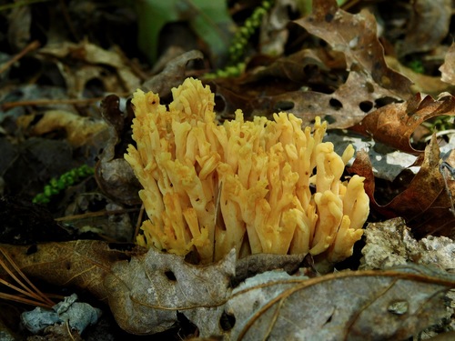 Changle (Ramaria flava)