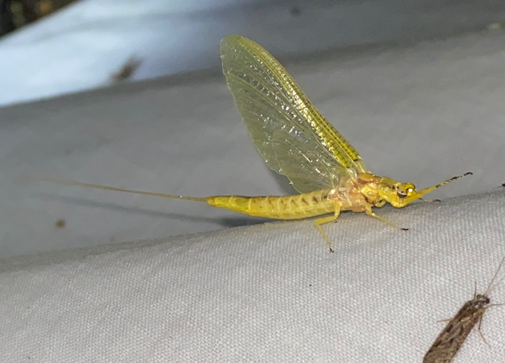 Giant Mayfly from Along Ijams Branch, off of Co. Rd. 275, Lauderdale ...
