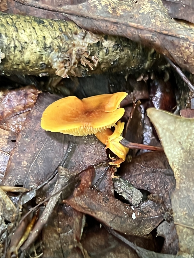 Heimiomyces tenuipes in May 2022 by Brian Hunt · iNaturalist