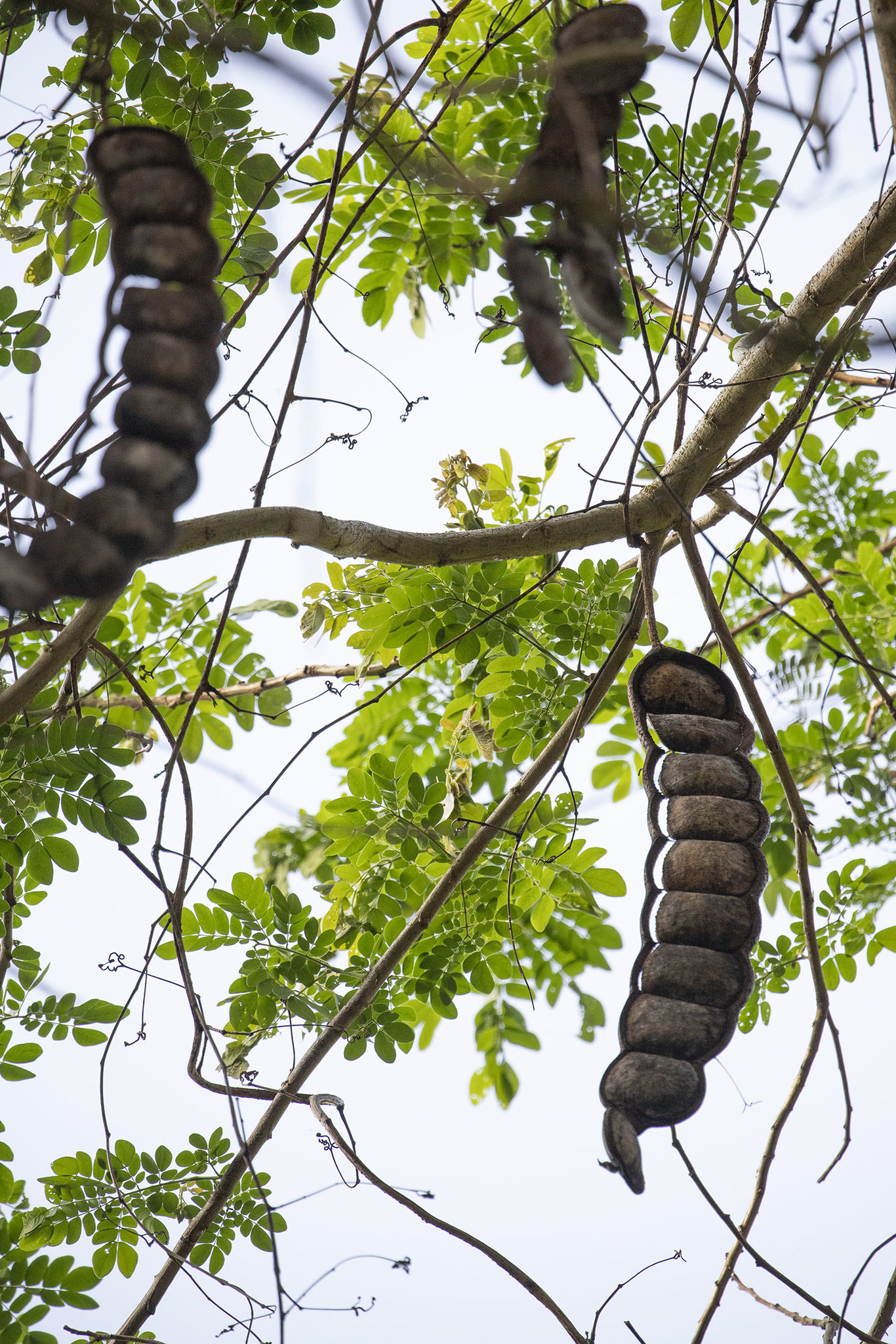 Entada rheedei Spreng.