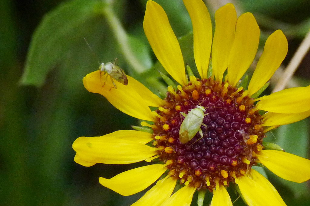 Broken-backed Bug from La Plata, Provincia de Buenos Aires, Argentina ...