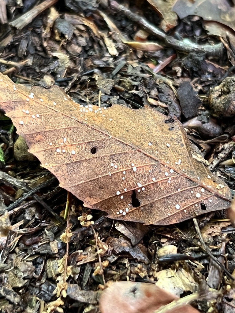 Lachnum in May 2022 by Brian Hunt · iNaturalist