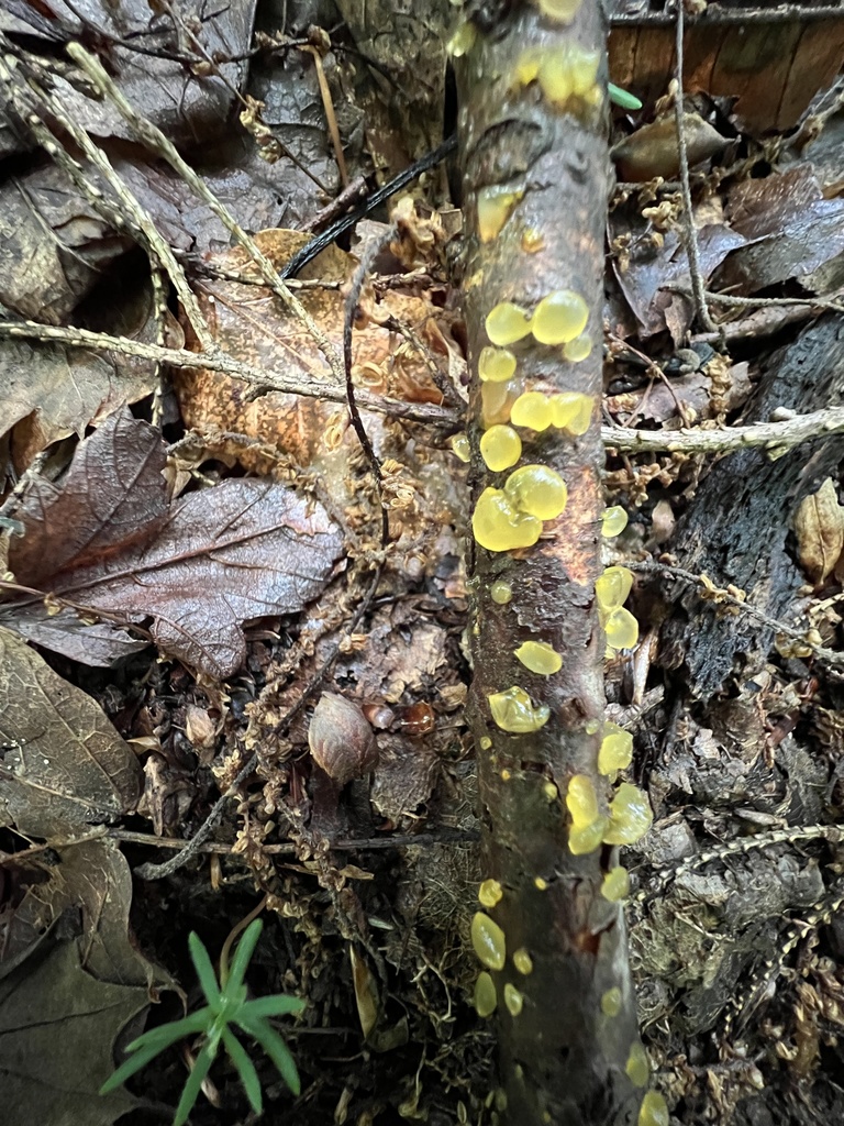 Dacrymyces in May 2022 by Brian Hunt. On Connifer downed limb. No DNA ...