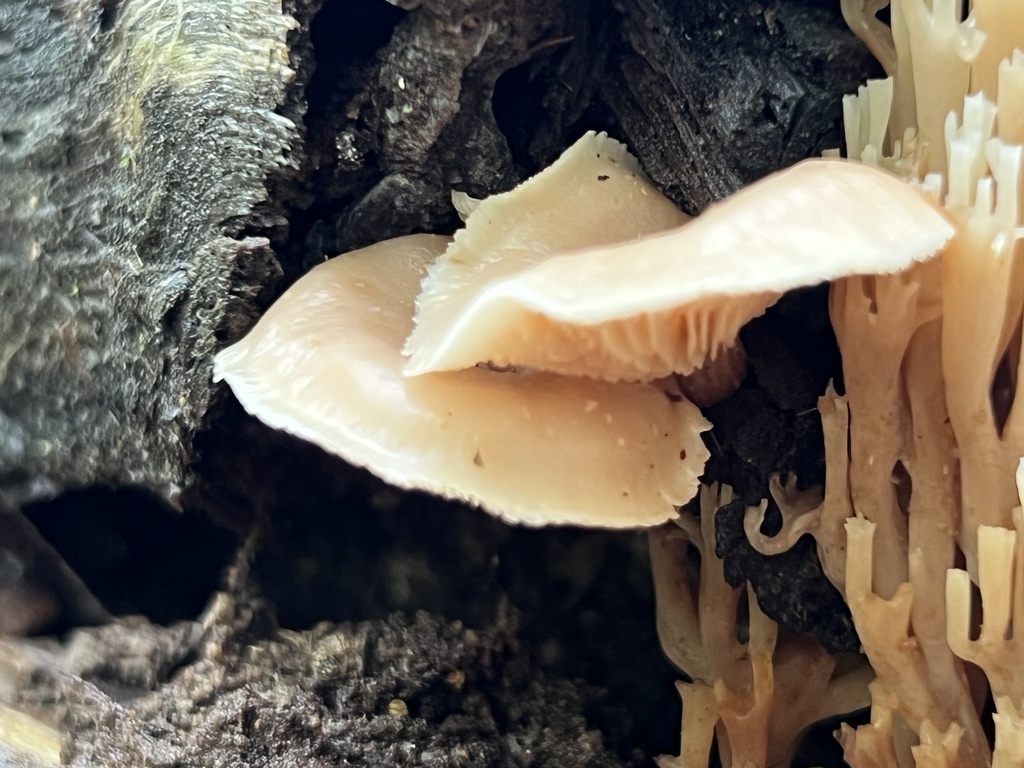 Lentinellus micheneri in May 2022 by Brian Hunt · iNaturalist