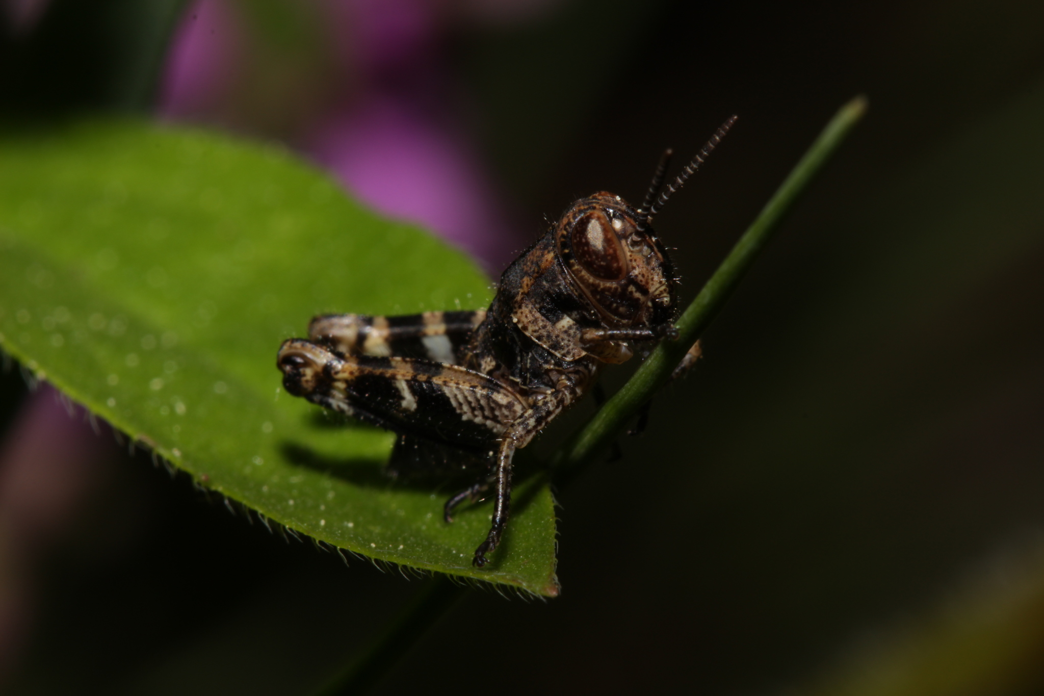 Calliptamus italicus (Linnaeus, 1758)