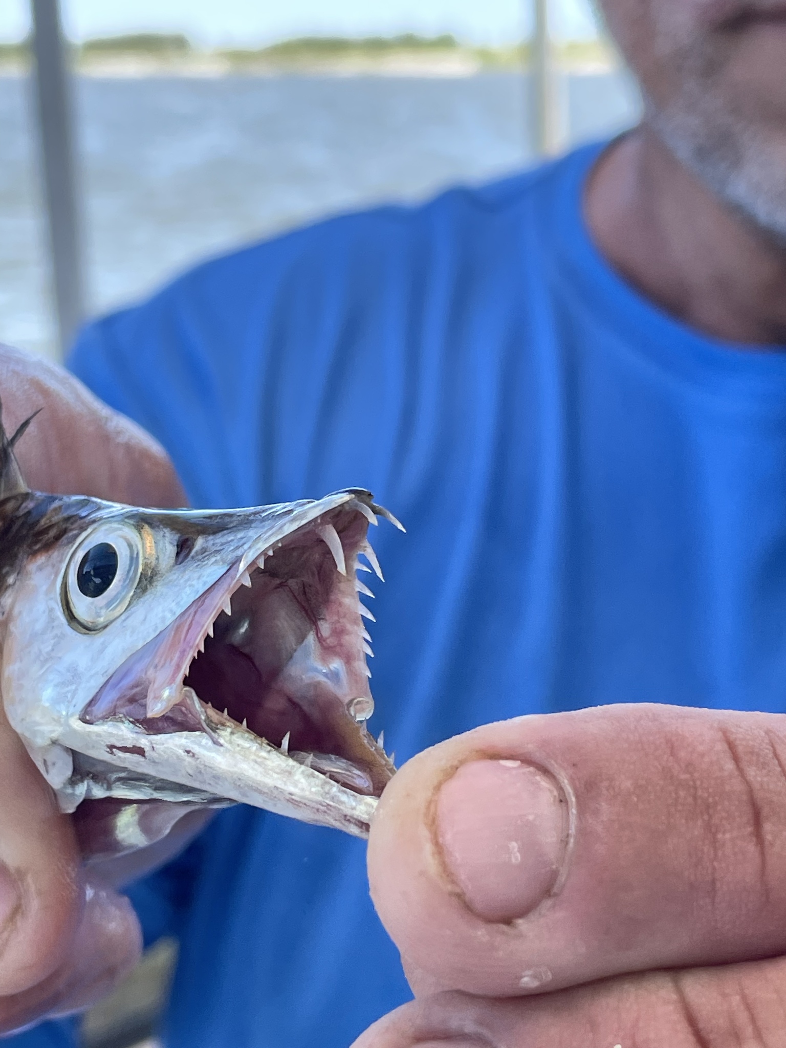 Trichiurus lepturus Linnaeus, 1758