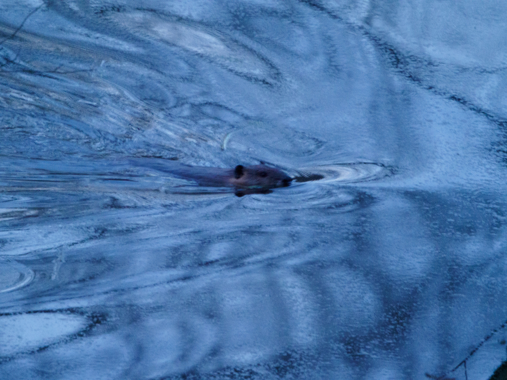 American Beaver from Coshocton County, OH, USA on April 30, 2022 at 08: ...