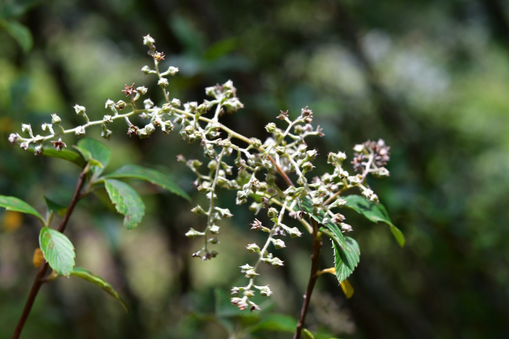 Holodiscus argenteus (L.fil.) Maxim.
