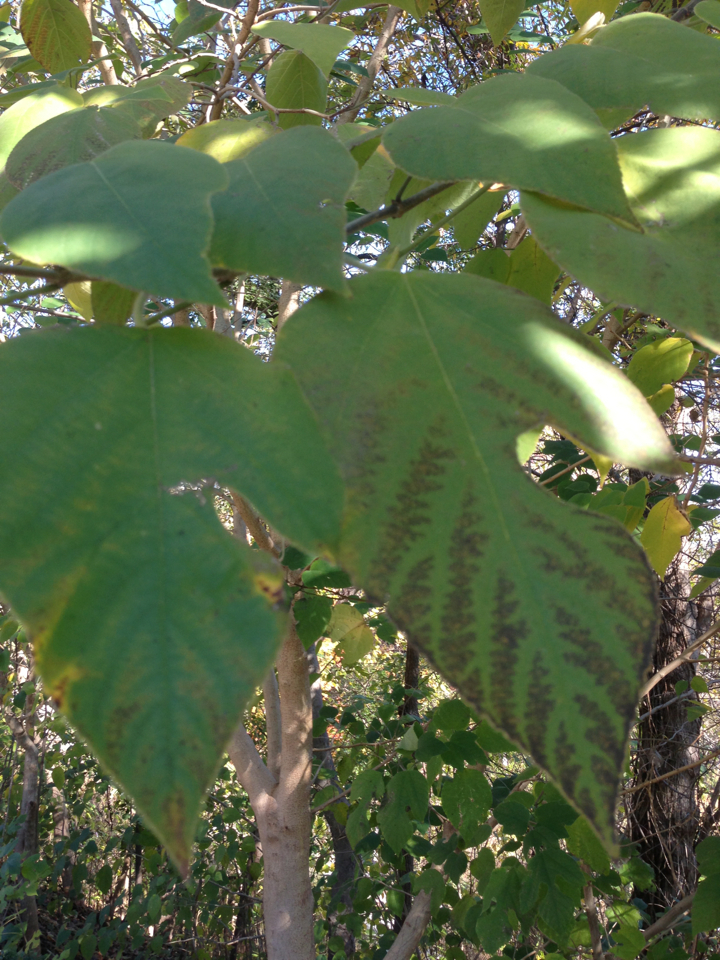 Paper Mulberry (LA Urban Forest Program) · iNaturalist Mexico