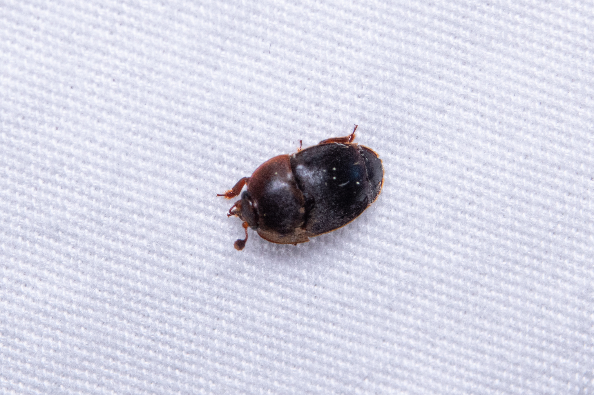 Aethina tumida Murray, 1867