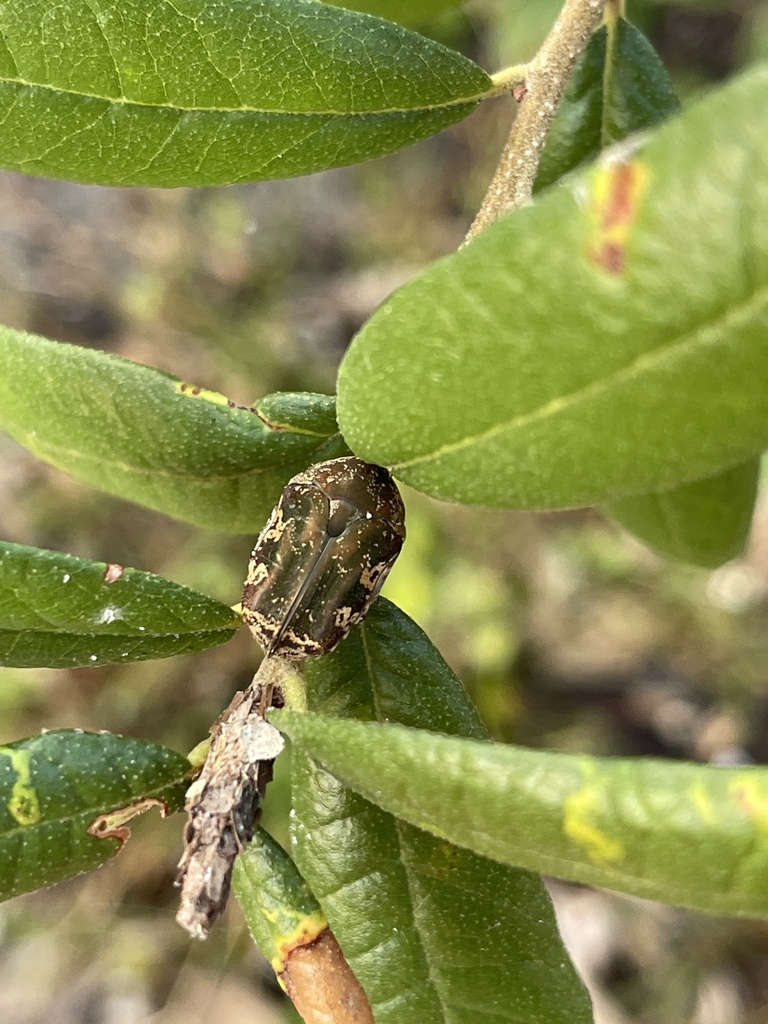 Mango Flower Beetle from SW 11th Ct, Fort Lauderdale, FL, US on May 27 ...