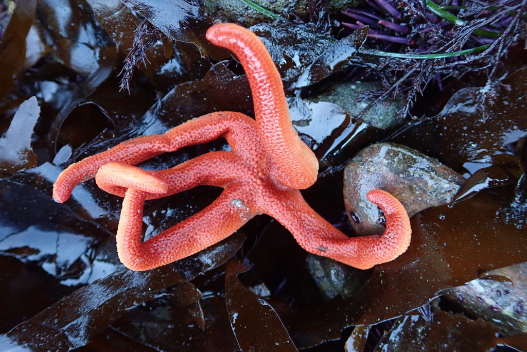 Blood Stars from Curry County, OR, USA on June 14, 2018 at 06:29 AM by ...