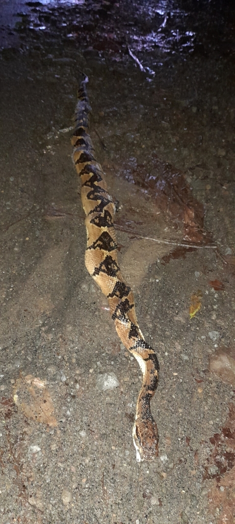 South American Bushmaster in May 2022 by Carolina · iNaturalist