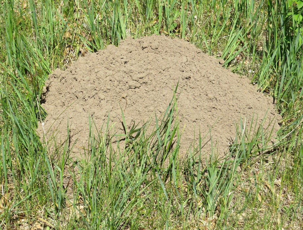 Plains Pocket Gopher from Boot Lake SNA, Anoka County, MN, USA on May ...
